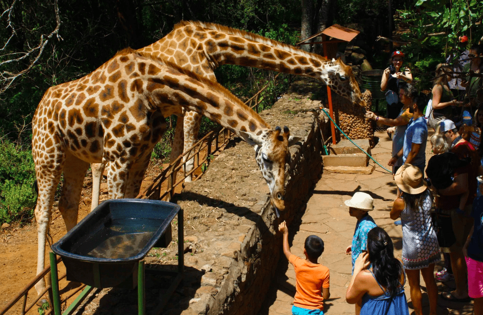 Exploring Nairobi's Thriving Tourism